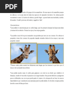Anatomía y Fisiologia de La Jirafa | PDF