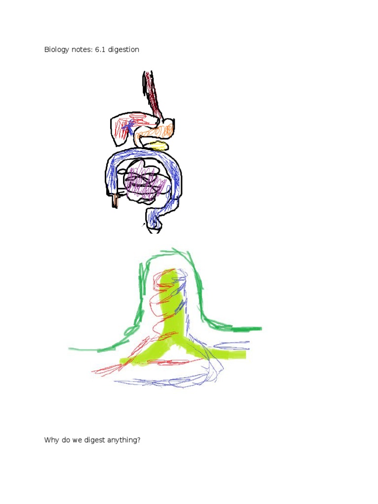 Bio Notes: Digestion (IB HL 6.1) | PDF | Digestion | Liver