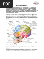 Anatomia de La Region Inguinal | PDF | Abdomen | Sistema musculoesquelético