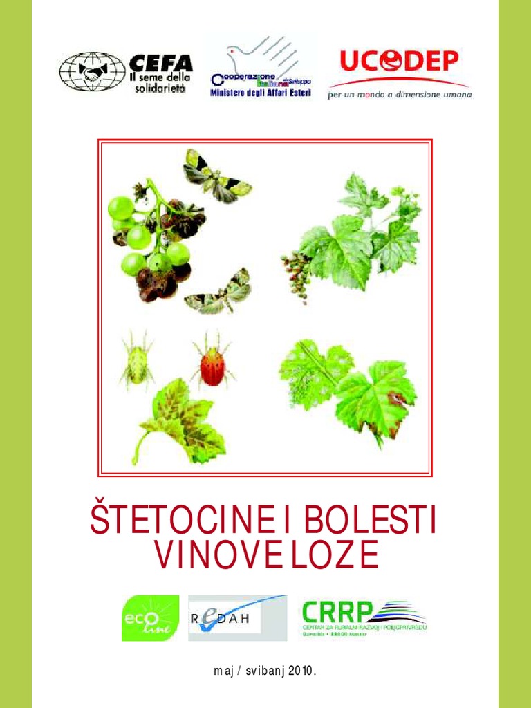 Stetocine I Bolesti Vinove Loze | PDF