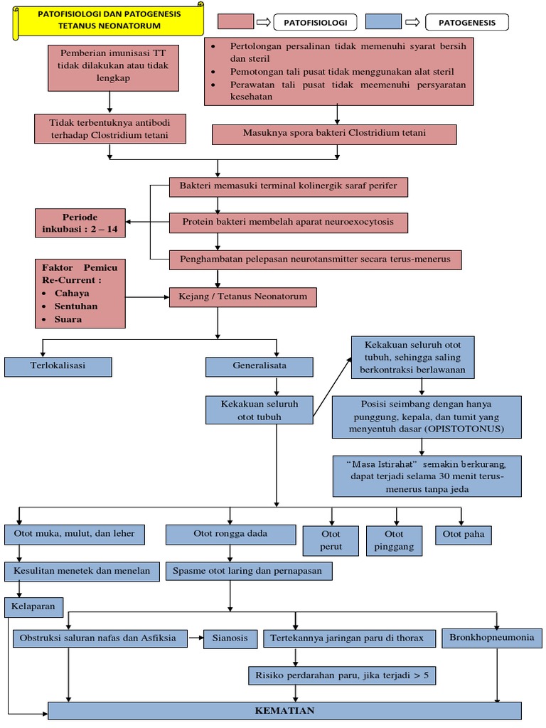 Patofisiologi Dan Patogenesis Tetanus Neonatorum | PDF