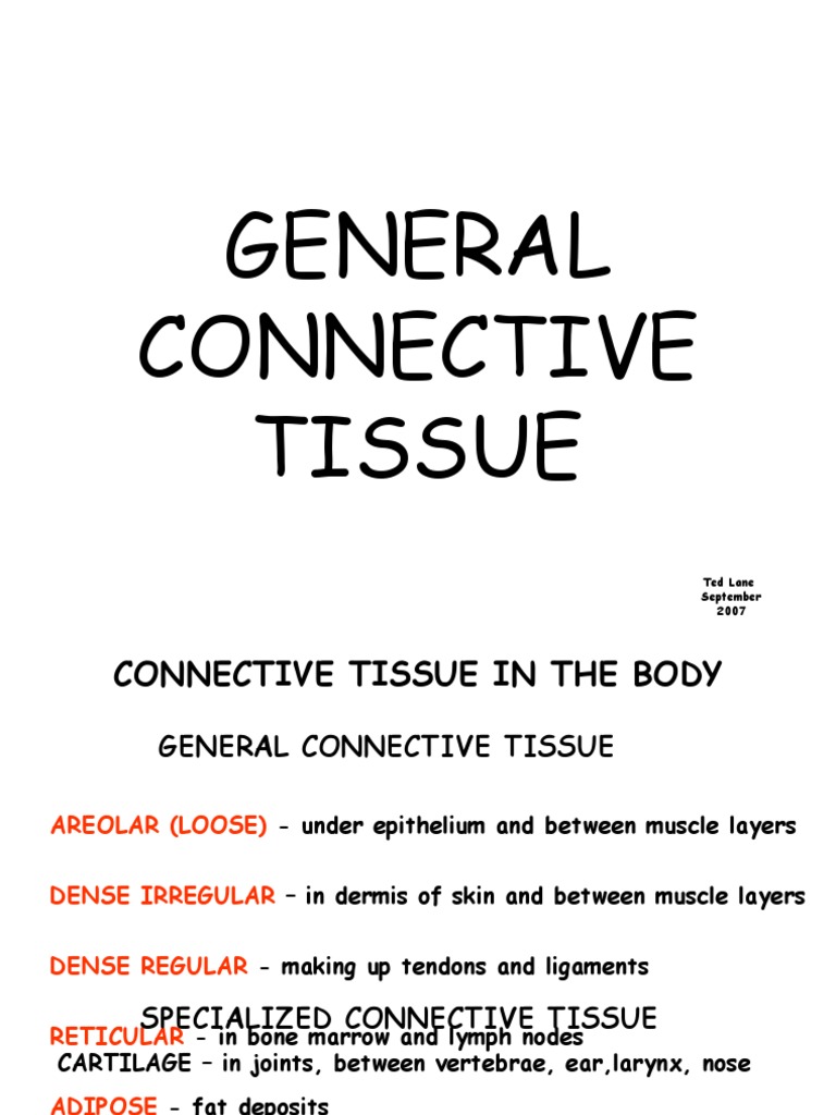 Connective Tissue Revised | PDF | Connective Tissue | Tissue (Biology)