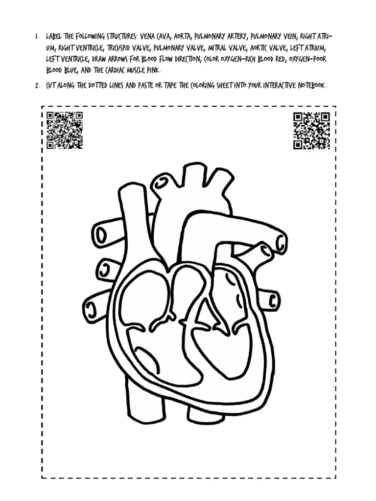Human Heart Coloring Sheet With QR Codes | PDF | Heart Valve | Atrium ...