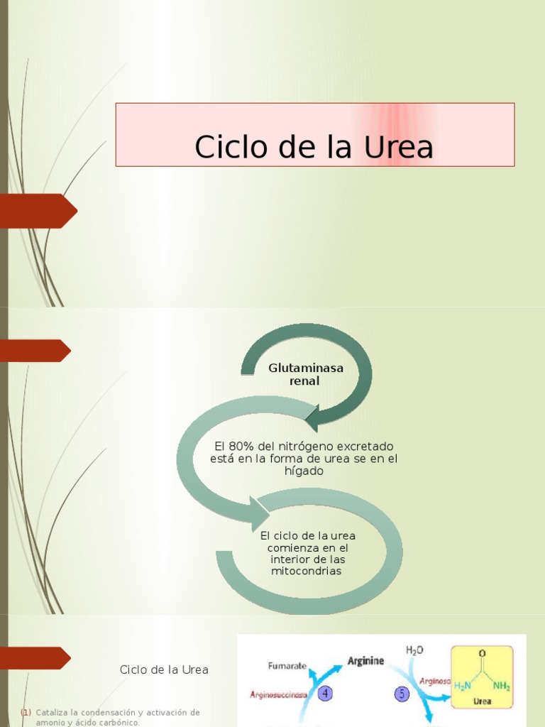 Proceso del Ciclo de la Urea | PDF