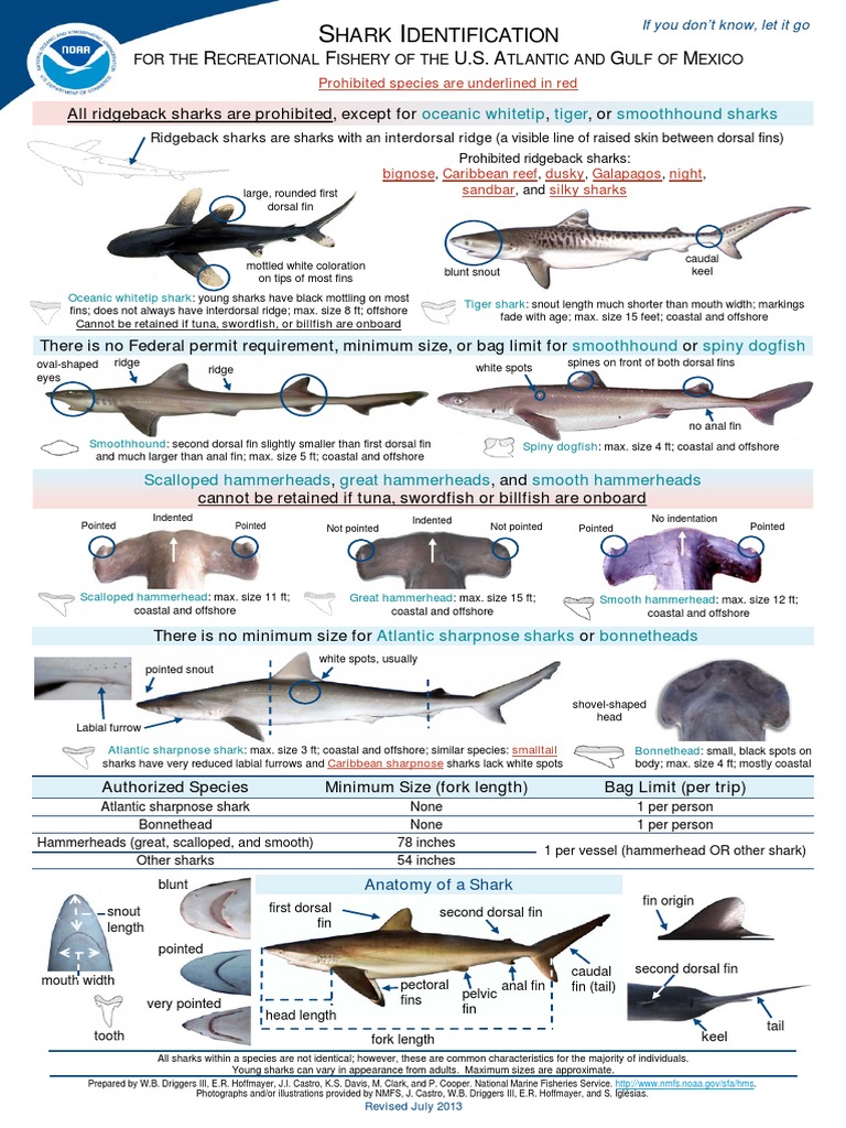Shark Identification | PDF | Sharks | Aquatic Animals