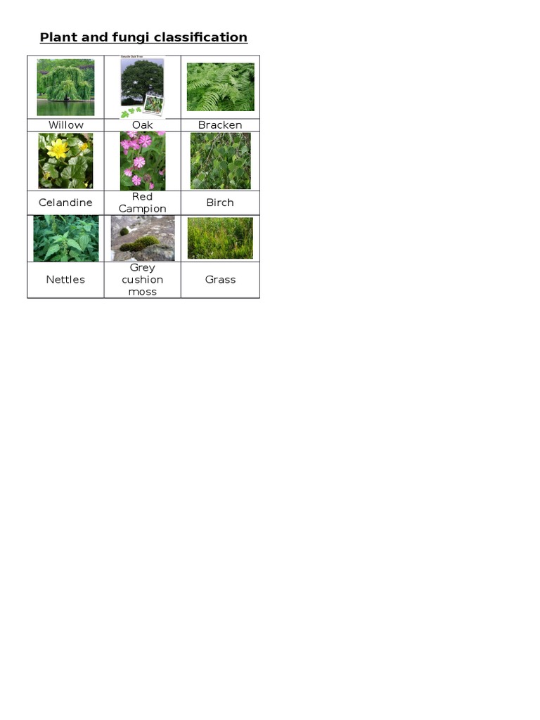 Plant and Fungi Classification Guide | PDF