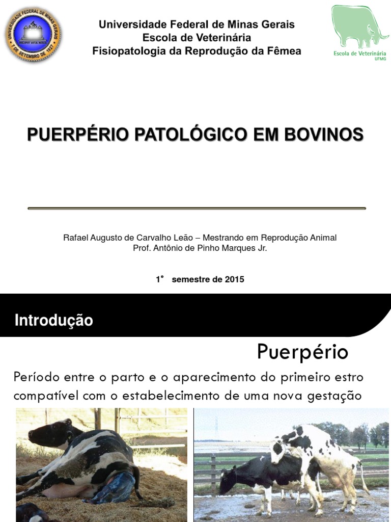 Metrite Puerperal em Vacas Bovinas | PDF | Placenta | Parto