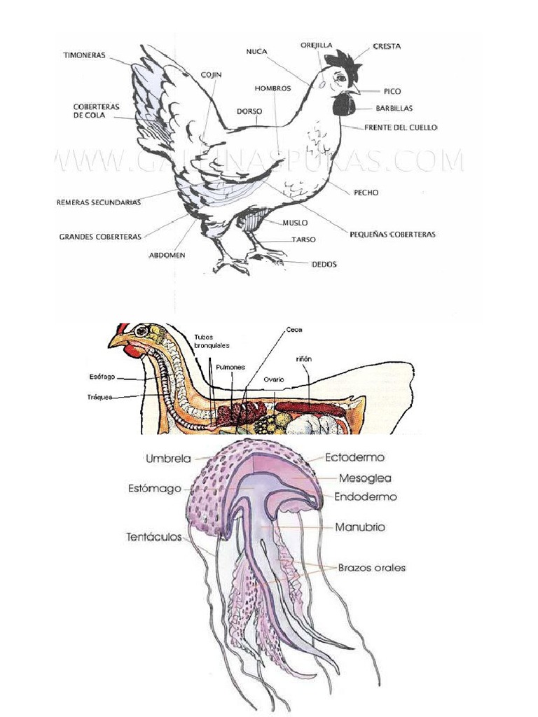Partes de La Gallina | PDF