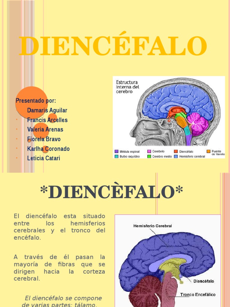 Diencefalo Exposicion 3 (1) | Tálamo | Glándulas | Prueba gratuita de ...