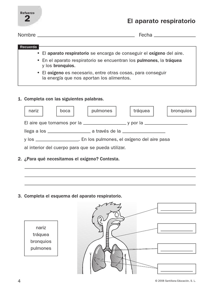 Hoja De Trabajo Del Diagrama Del Sistema Respiratorio Con Banco De Palabras Hoja De Trabajo Del Diagrama Del Sistema Respiratorio Con Banco De Palabras