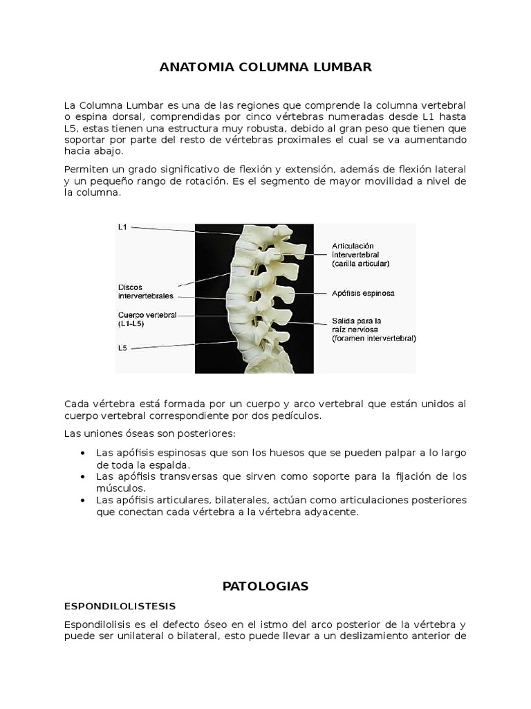 Anatomia Columna Lumbar | PDF | Vértebra | La columna vertebral