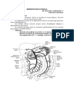Visceras del Cuerpo Humano: Anatomía y Función | PDF | Sistema ...