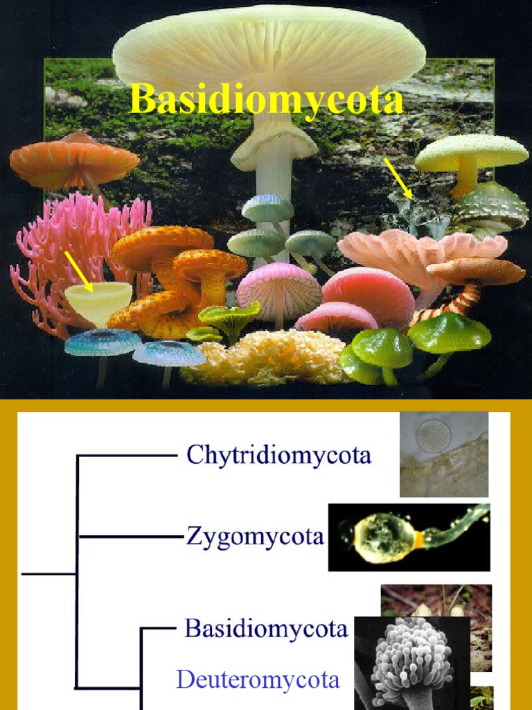 15 Basidiomycota Intro | Micología | Ciencias de la tierra y de la vida