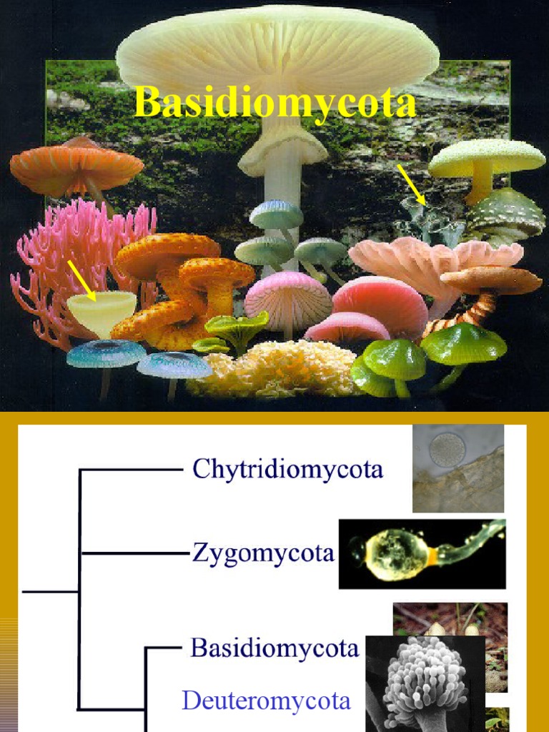 15.5 - BASIDIOMYCOTA Intro Royas y Carbones | PDF | Hongo | Eucariotas