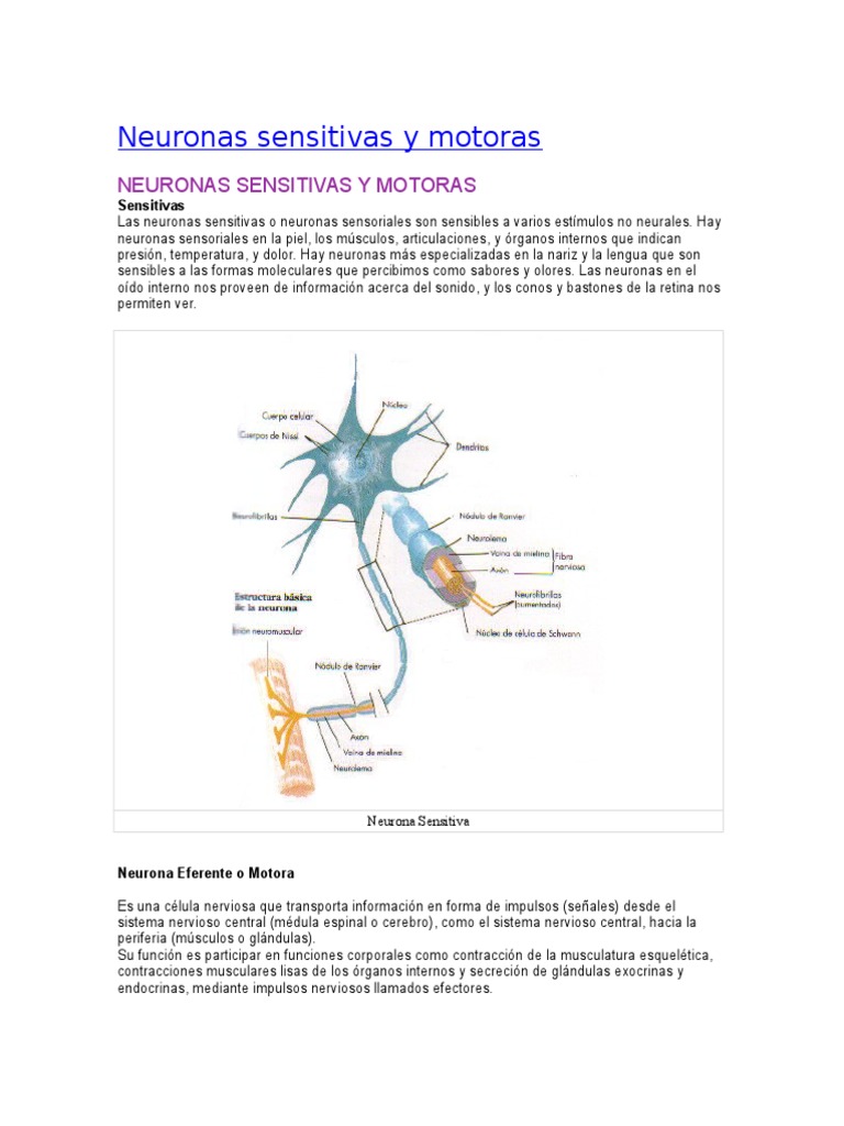 Neuronas Sensitivas y Motoras | PDF | Neurona | Neuroanatomía