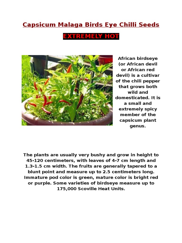 Ardei Piri Piri | PDF | Capsicum | Fruit Vegetables
