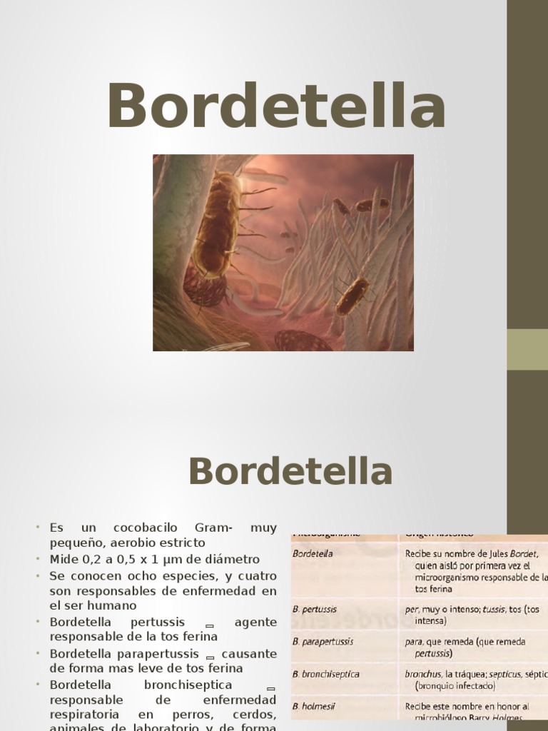 Bordetella.pptx | Inmunología | Especialidades Medicas | Prueba gratuita de 30 días | Scribd