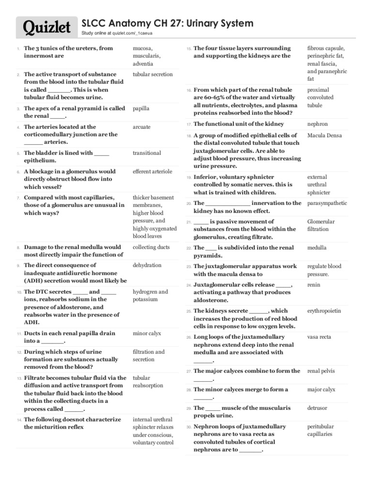 Quizlet Urinary System Anatomy | PDF | Kidney | Urinary System
