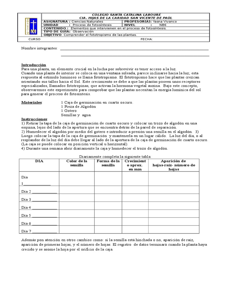 Guía de Observación Fotosíntesis | PDF | Germinación | Fotosíntesis