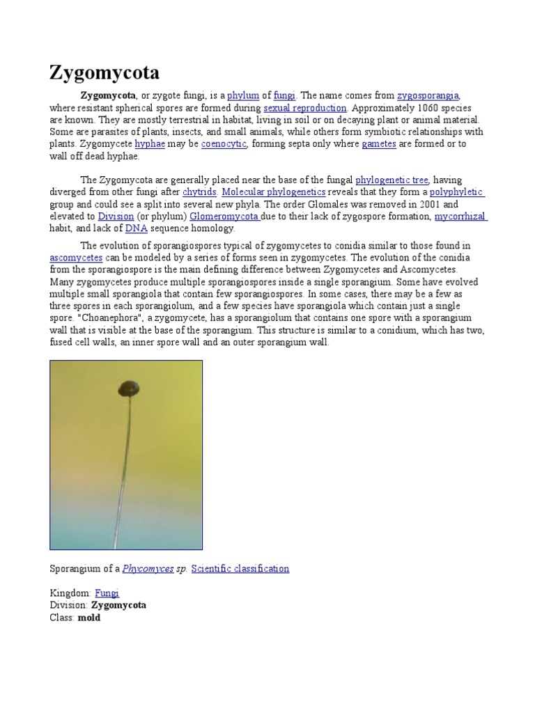 Zygomycota, or Zygote Fungi, Is A Phylum | PDF | Fungus | Mycology