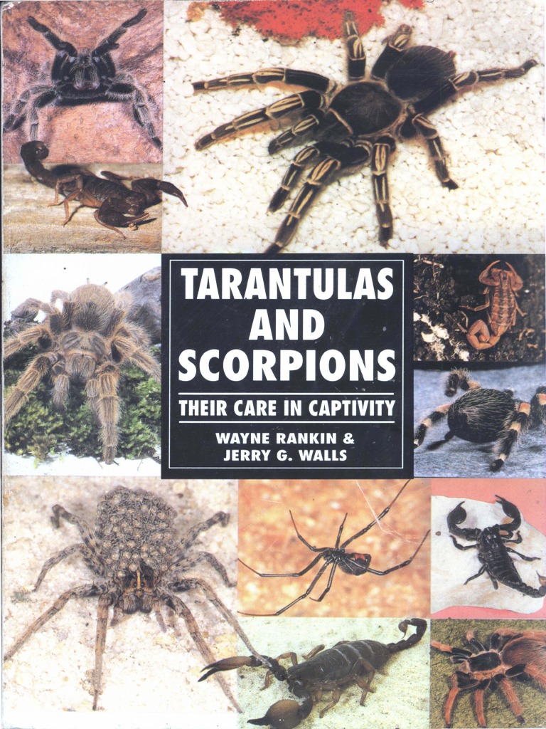 Tarantulas | PDF | Spider | Spider Web