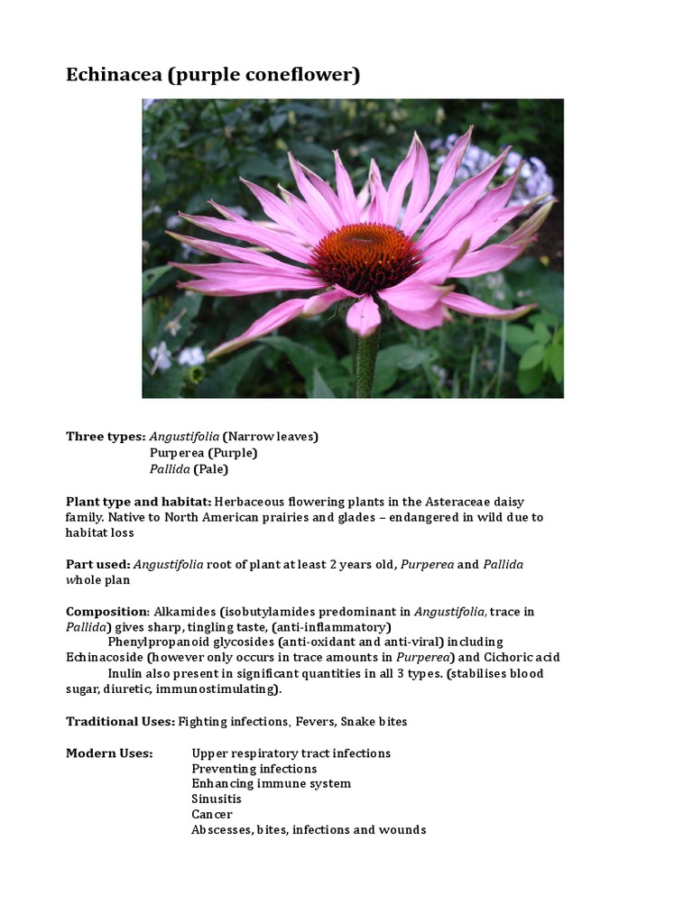 Echinacea SPP Monograph | PDF | Medical Specialties | Immunology