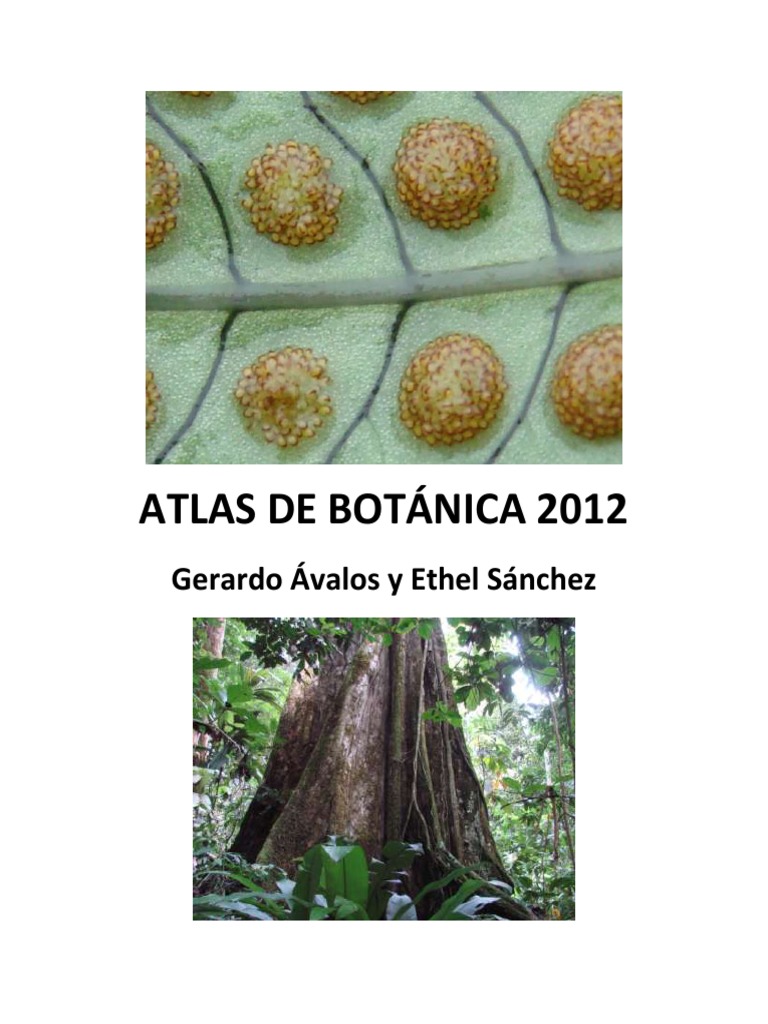 Atlas de Botánica 2012 | Descargar gratis PDF | Estoma | Membrana celular