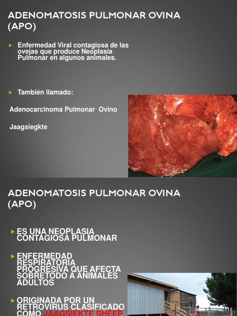 Adenomatosis Pulmonar Ovina_2014 | Oveja | Retrovirus | Prueba gratuita ...