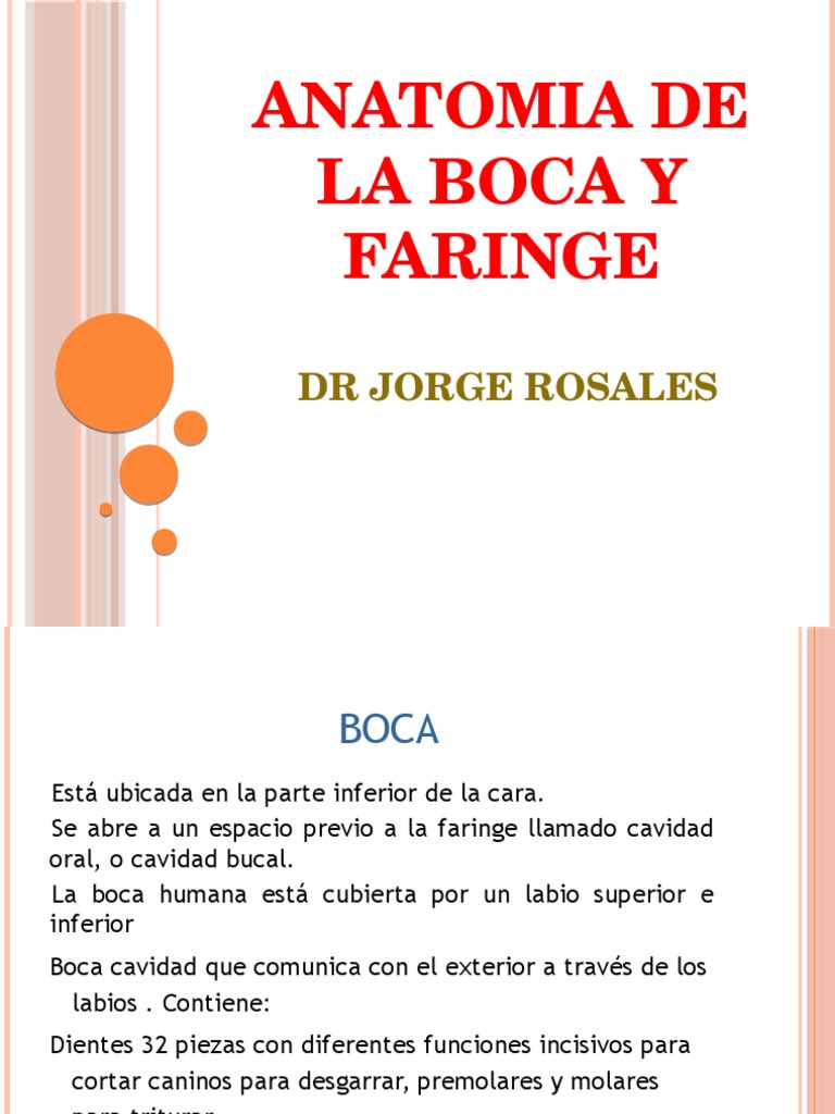 Anatomia de La Boca | PDF | Digestión | Sistema digestivo humano