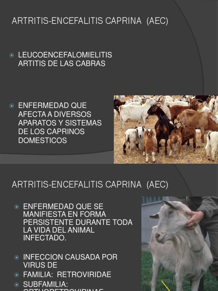 Encefalitis Artritis Caprina (Eac) 2014 | Articulación | Cabra