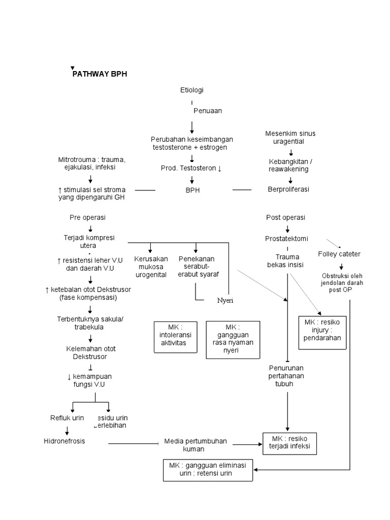Pathway BPH | PDF