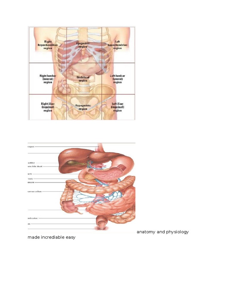 Anatomy and Physiology Made Incrediable Easy | PDF