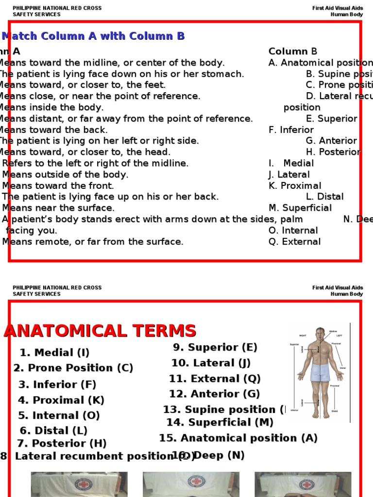 First Aid and Human Body Terminology | PDF | Anatomical Terms Of ...