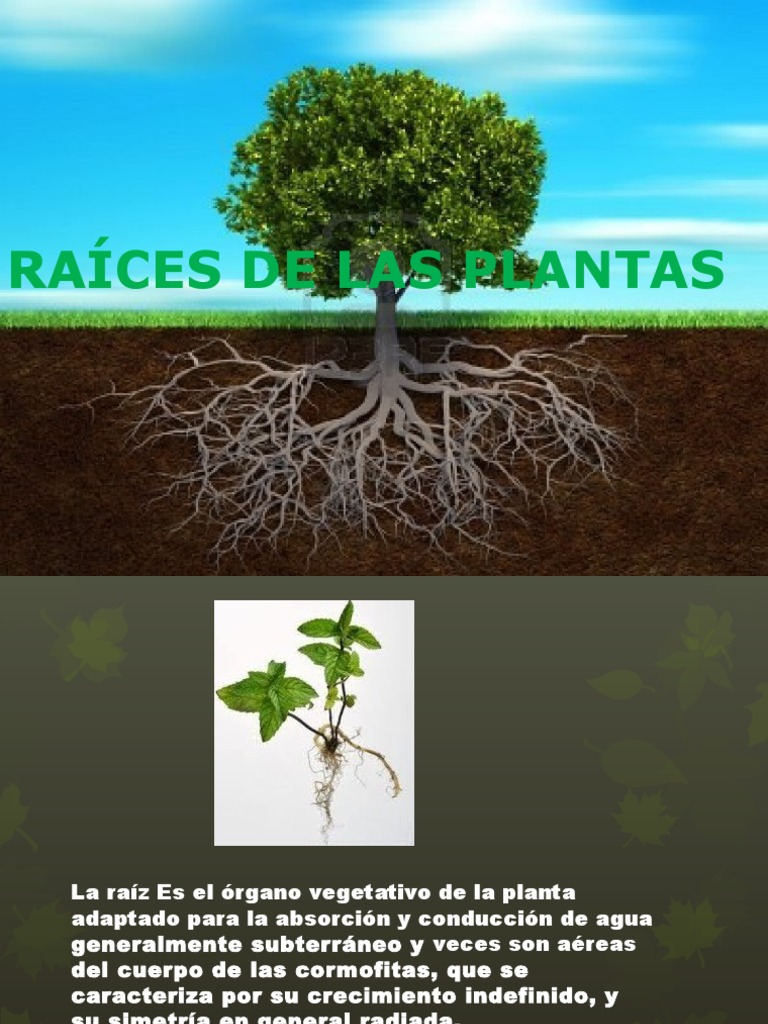 Funciones y Tipos de Raíces Plantas | PDF | Raíz | Tallo de la planta