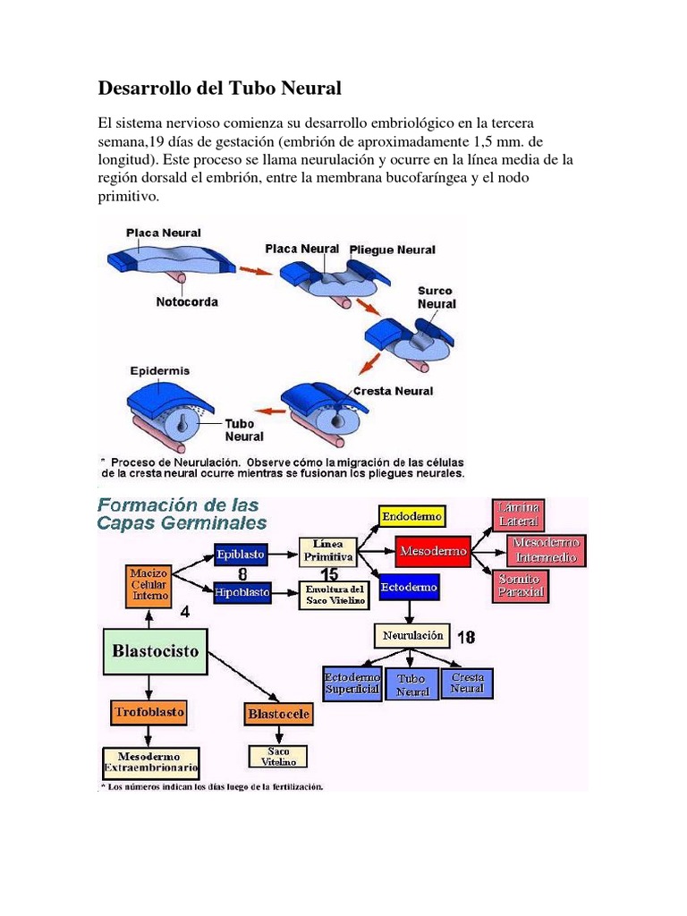 Desarrollo Del Tubo Neural | PDF | Sistema nervioso | Anatomía