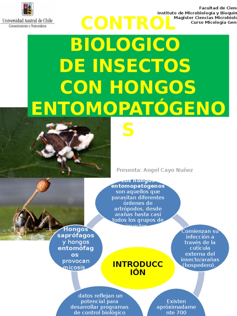 Control Biologico de Insectos | PDF | Hongo | Insectos beneficiosos