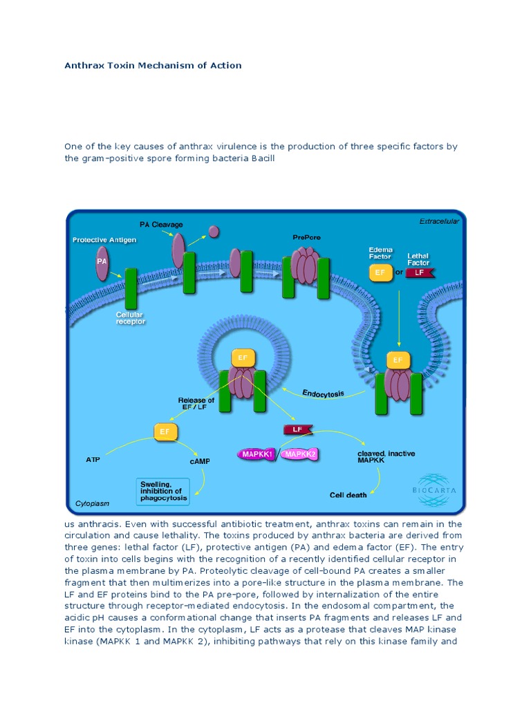 Anthrax Toxin Mechanism of Action | PDF | Biosynthesis | Metabolic Pathway
