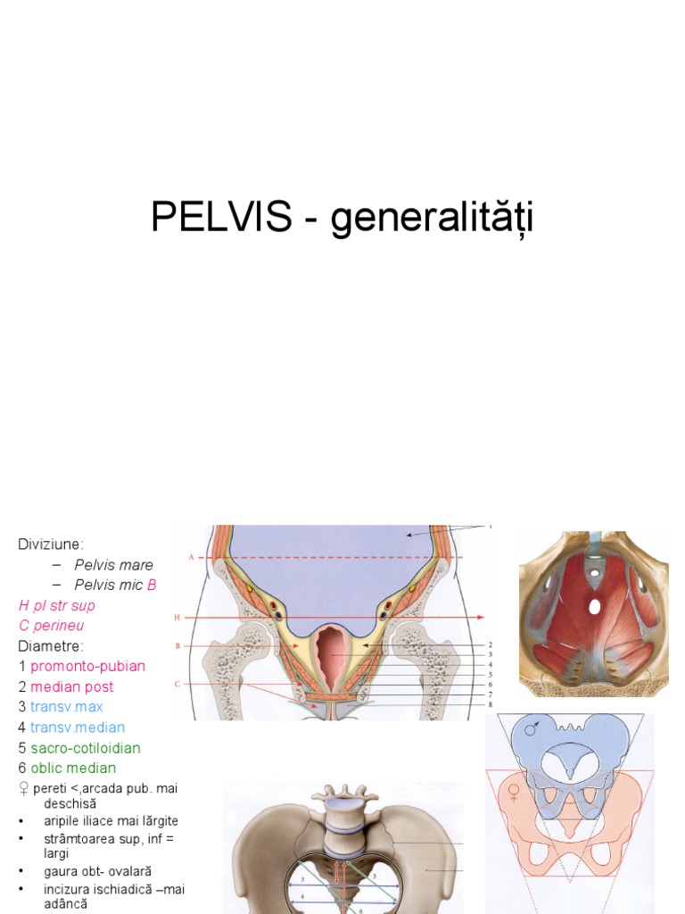 Pelvis, Cav Pelviana, Perineu | PDF