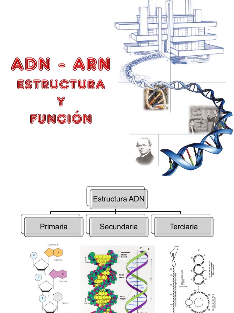 Adn y Arn | Descargar gratis PDF | Rna | Ribosoma