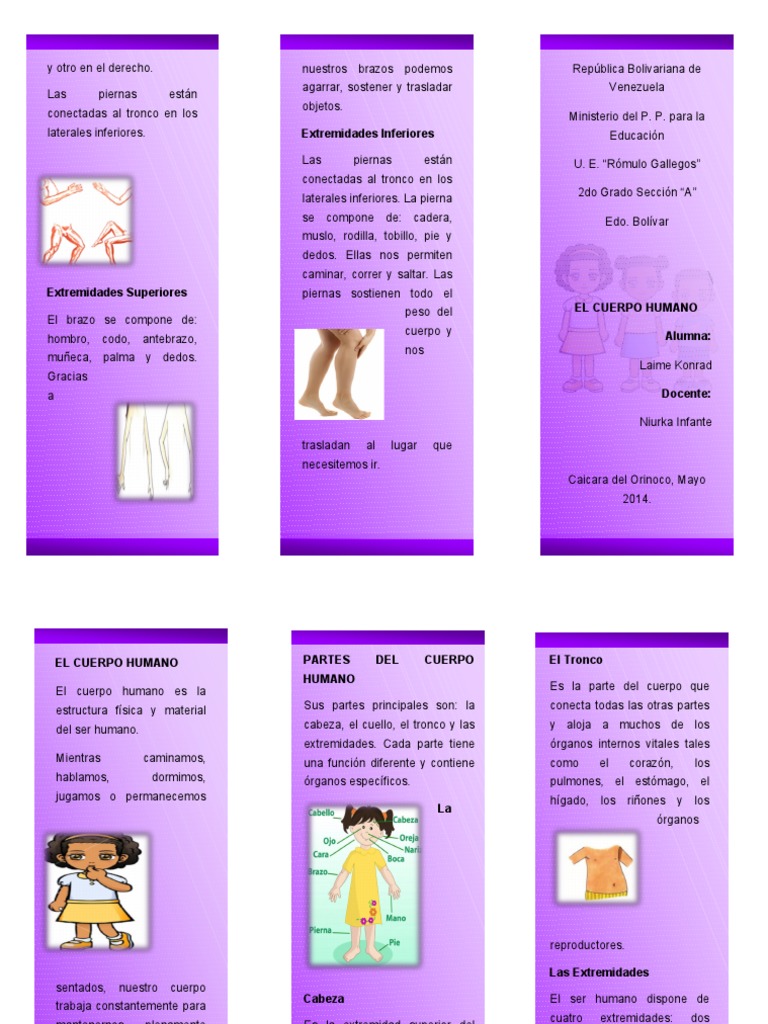 Triptico Del Cuerpo Humano | PDF