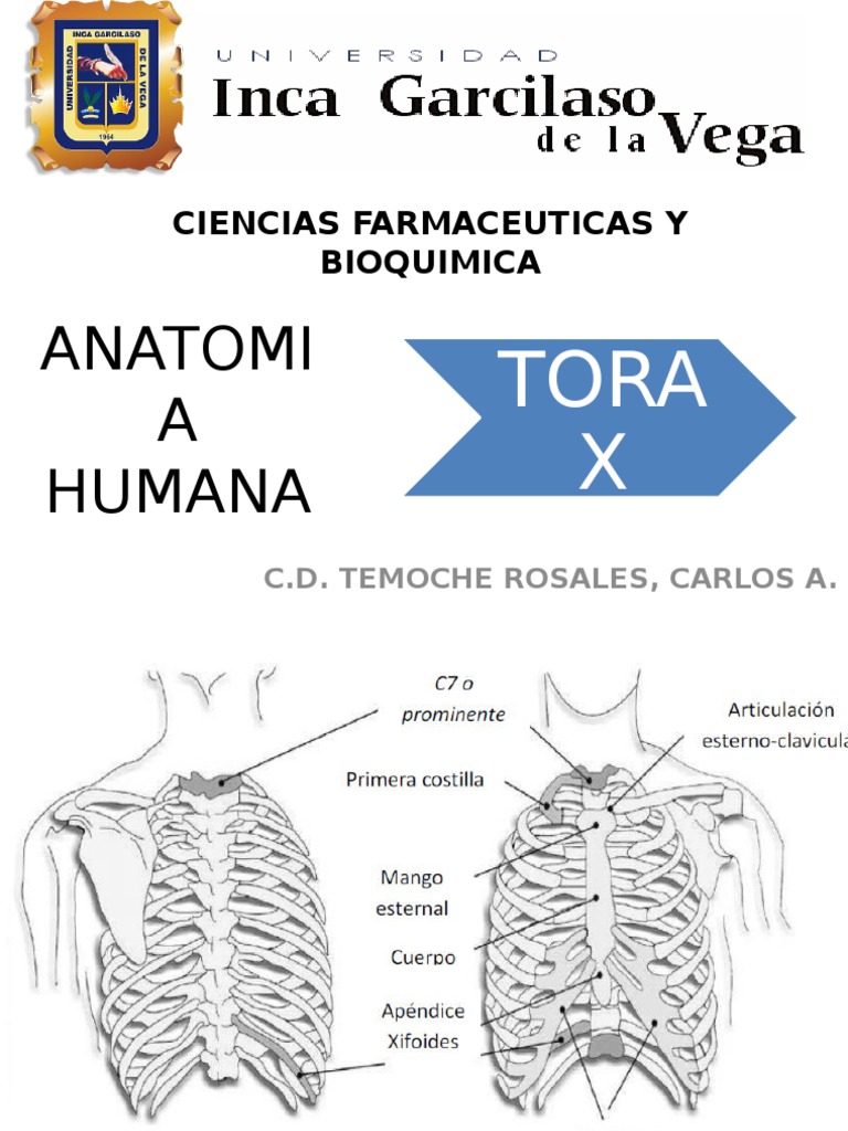 Human Anatomy Overview by C.D. Temoche | PDF | Wellness | Science ...