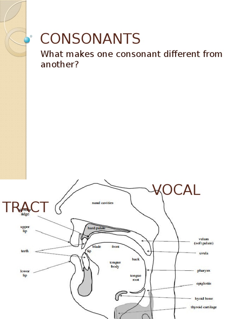 Consonants | Consonant | Human Throat