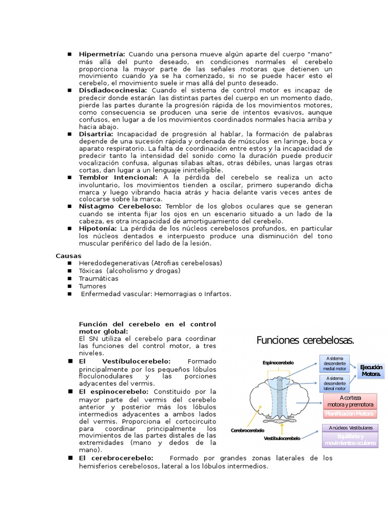 Hipermetria | PDF | Cerebelo | Enfermedades y trastornos