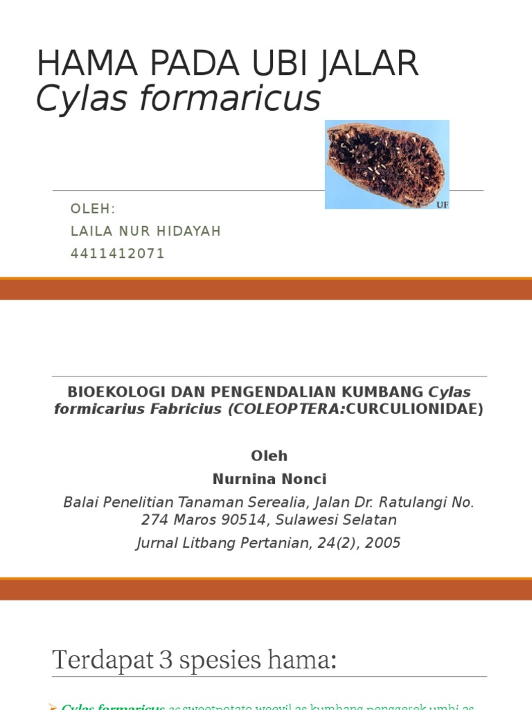Pengendalian Hama Cylas formicarius pada Ubi Jalar | PDF