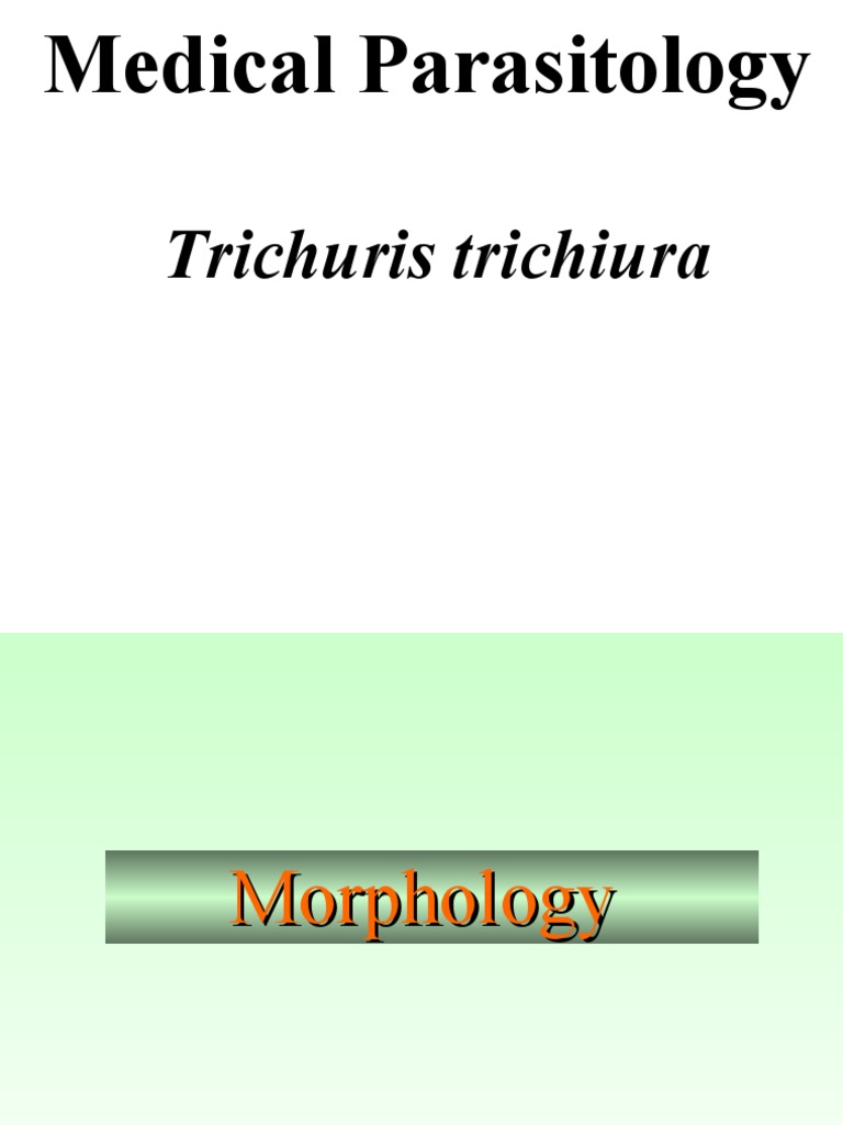 Medical Parasitology: Trichuris trichiura | PDF