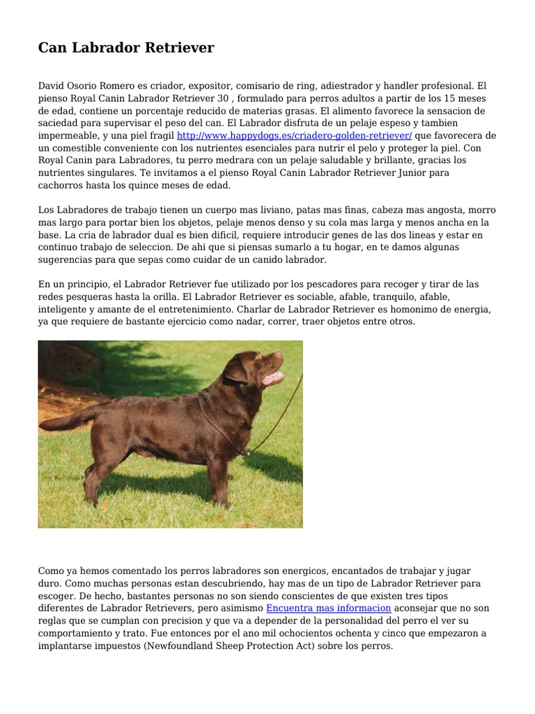 Can Labrador Retriever | PDF | Labrador retriever | Cría de animales