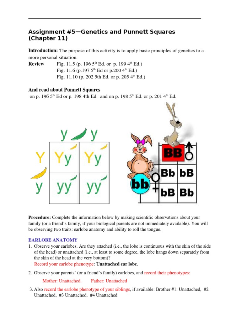 Assignment #5 Punnett Square | PDF | Genotype | Zygosity