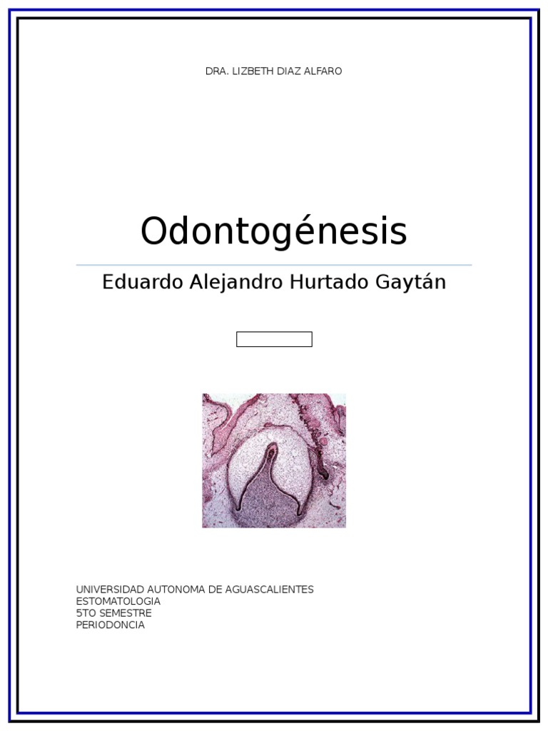 Odontogenesis | PDF | Diente humano | Epitelio