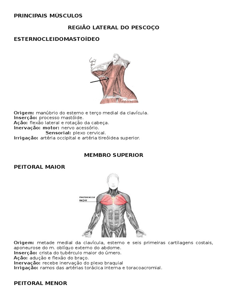 Principais Músculos Anatomia Básica | PDF | Joelho | Coluna vertebral
