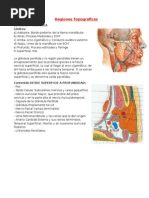 Region Superciliar ANATOMIA 2 FOLP | PDF | Anatomía humana | Cabeza y ...